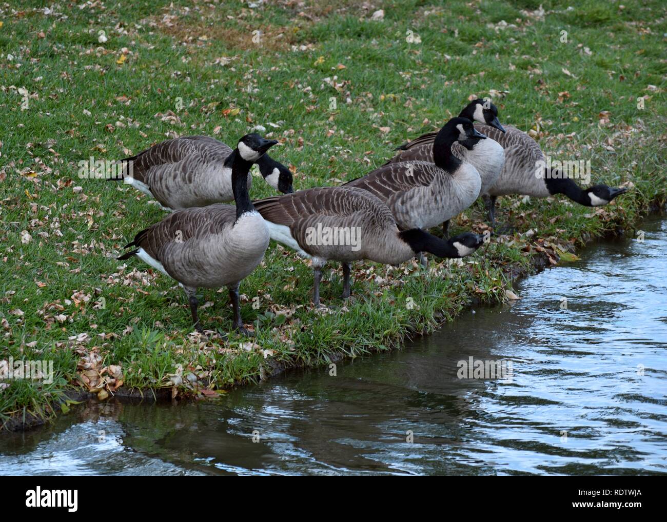 Gaggle of geese hi-res stock photography and images - Alamy