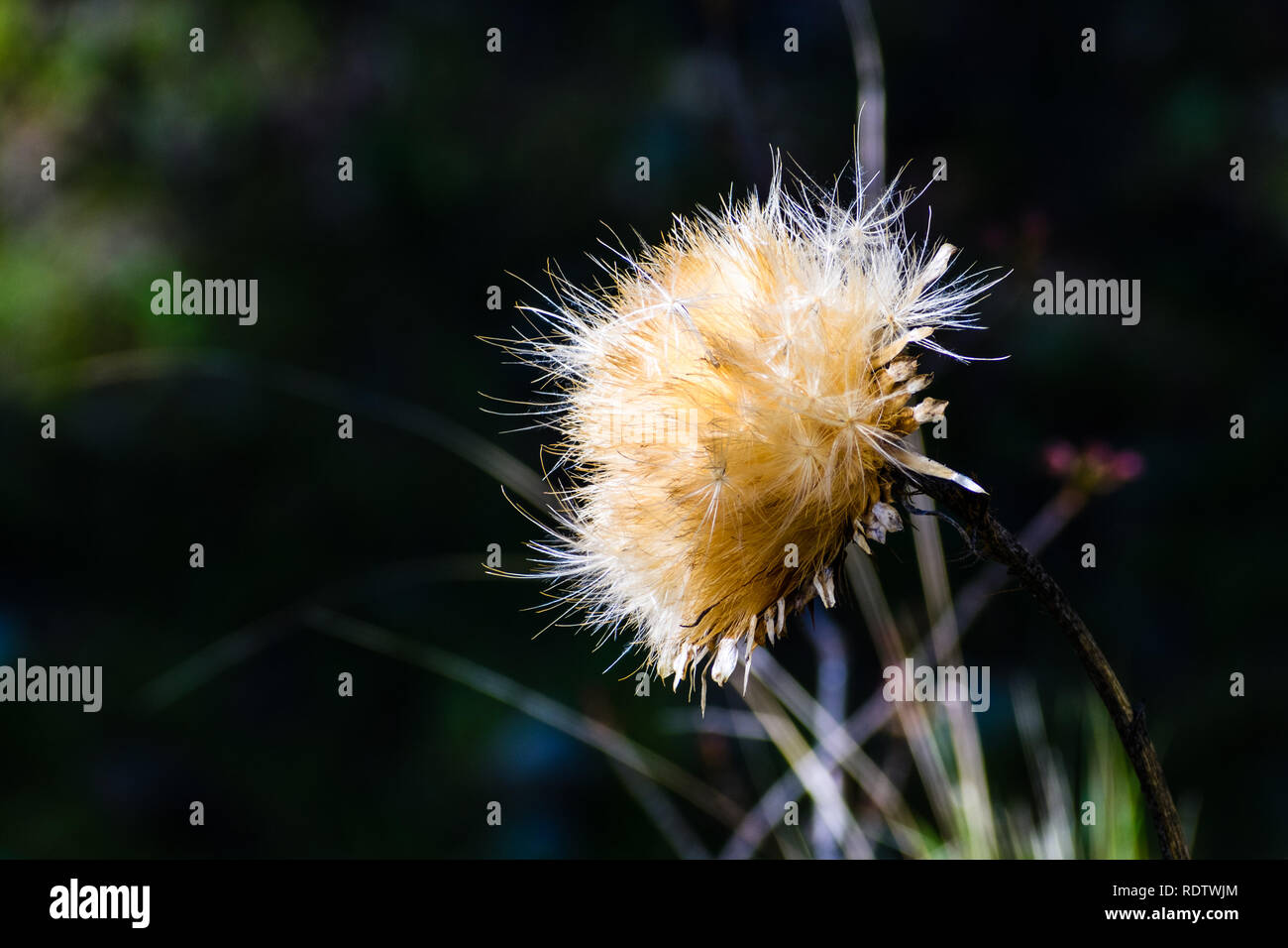 Ball stamen hi-res stock photography and images - Alamy