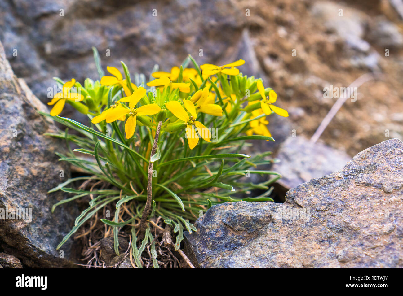 Serpentine soil california hi-res stock photography and images - Alamy