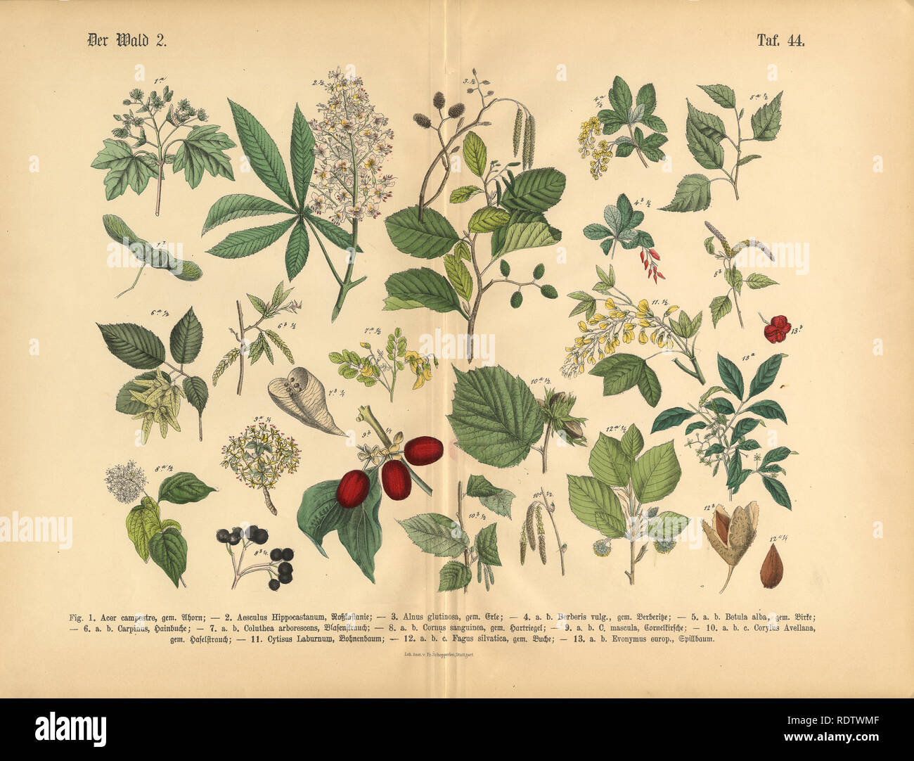 Forest Trees and Plants, Victorian Botanical Illustration Stock Photo ...