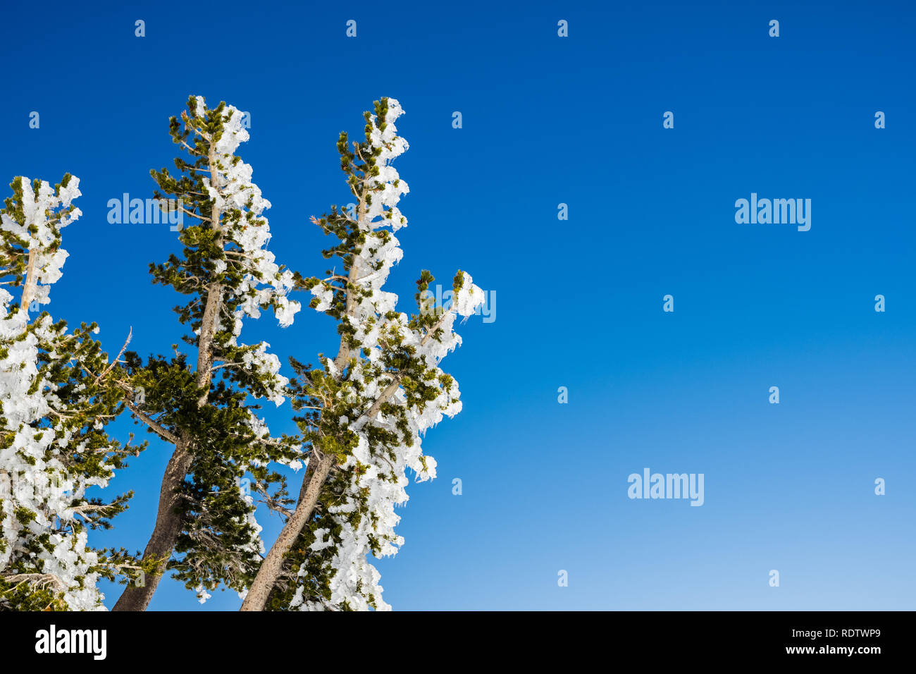 Evergreen alpine hi-res stock photography and images - Alamy