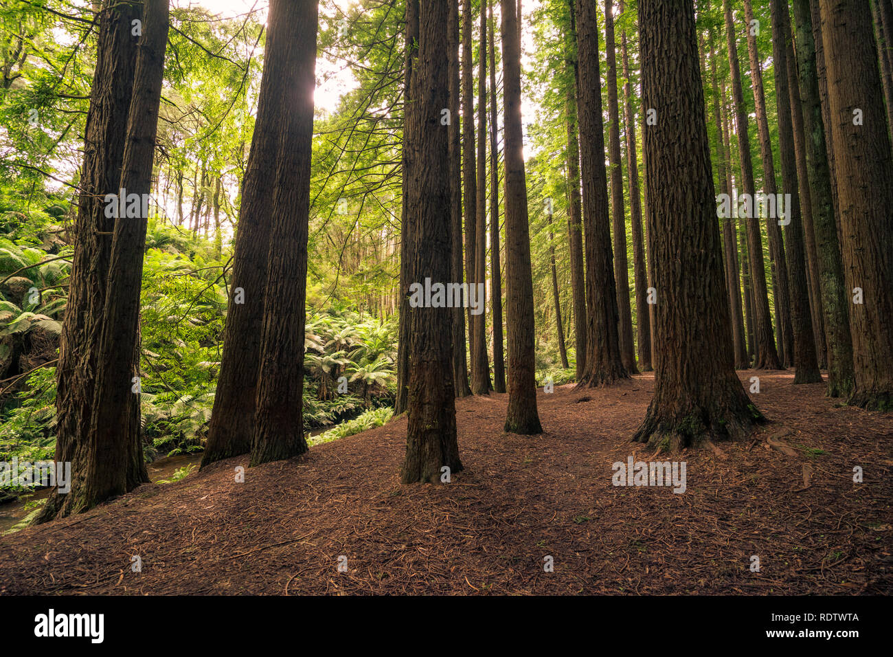 A Californian Redwood Forest, Great Otway National Park, Victoria ...