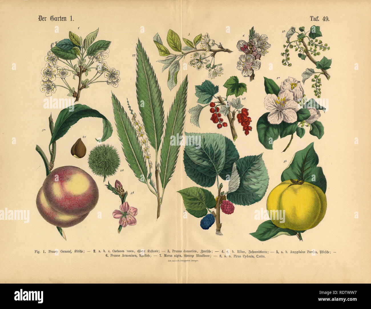 Fruit, Vegetables and Berries of the Garden, Victorian Botanical ...