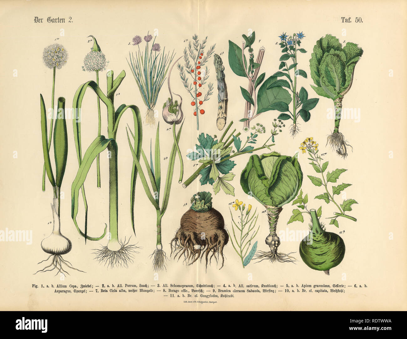 Vegetables, Fruit and Berries of the Garden, Victorian Botanical ...