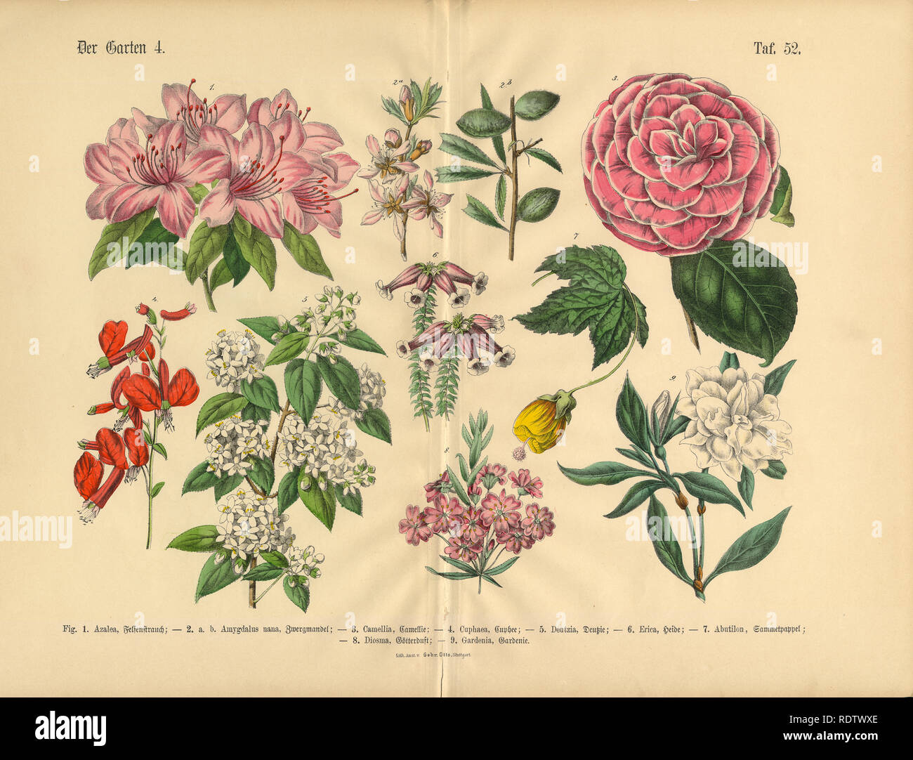 Flowers of the Garden, Victorian Botanical Illustration Stock Photo - Alamy