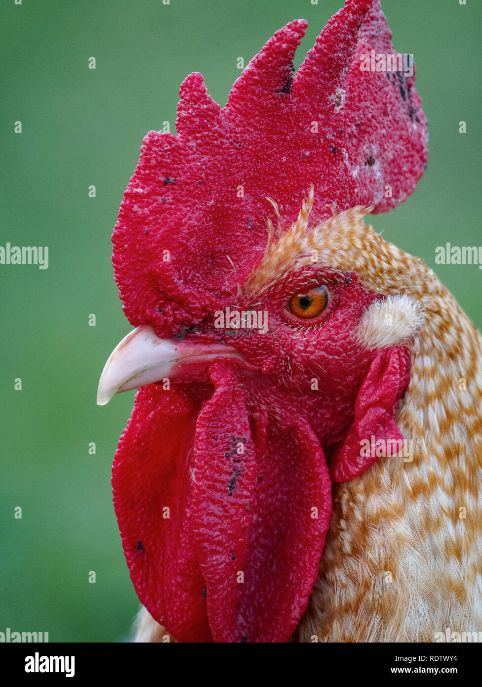 close up picture of a rooster Stock Photo - Alamy