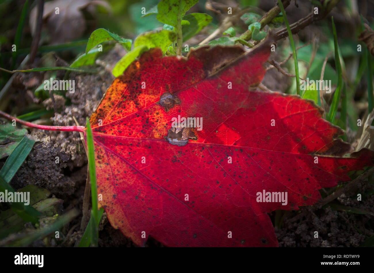 Single red maple leaf on the ground Stock Photo - Alamy