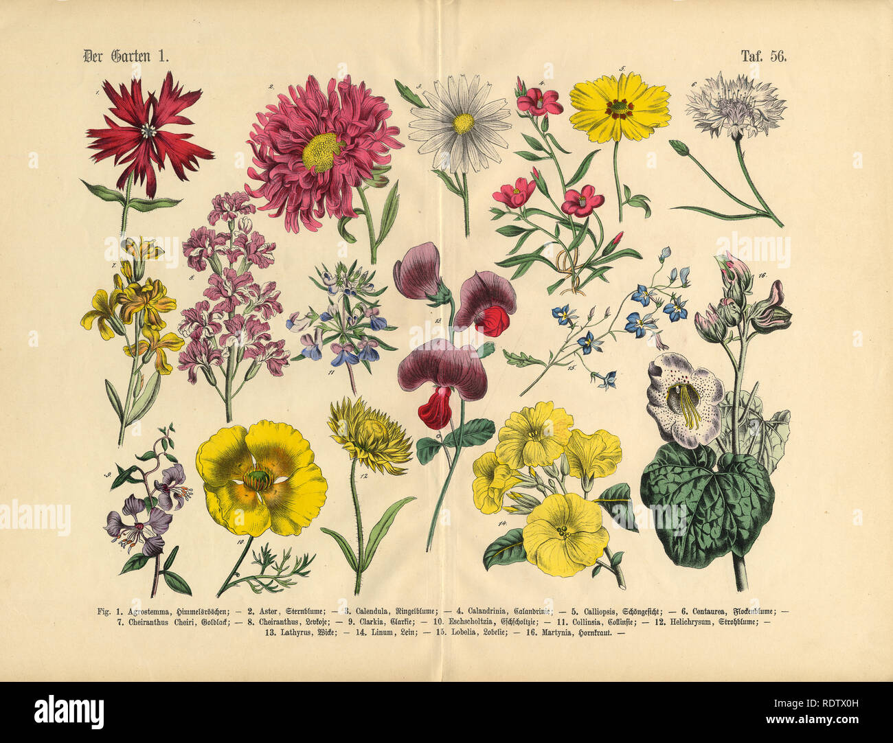 Exotic Flowers of the Garden, Victorian Botanical Illustration Stock ...
