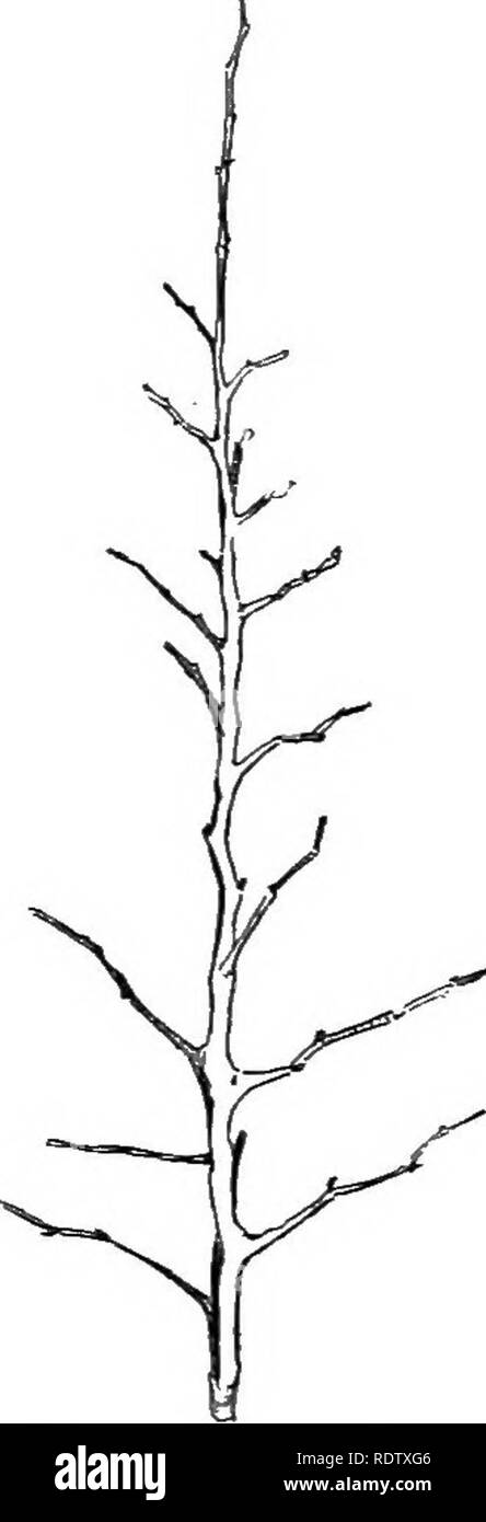 Branching root systems hi-res stock photography and images - Alamy