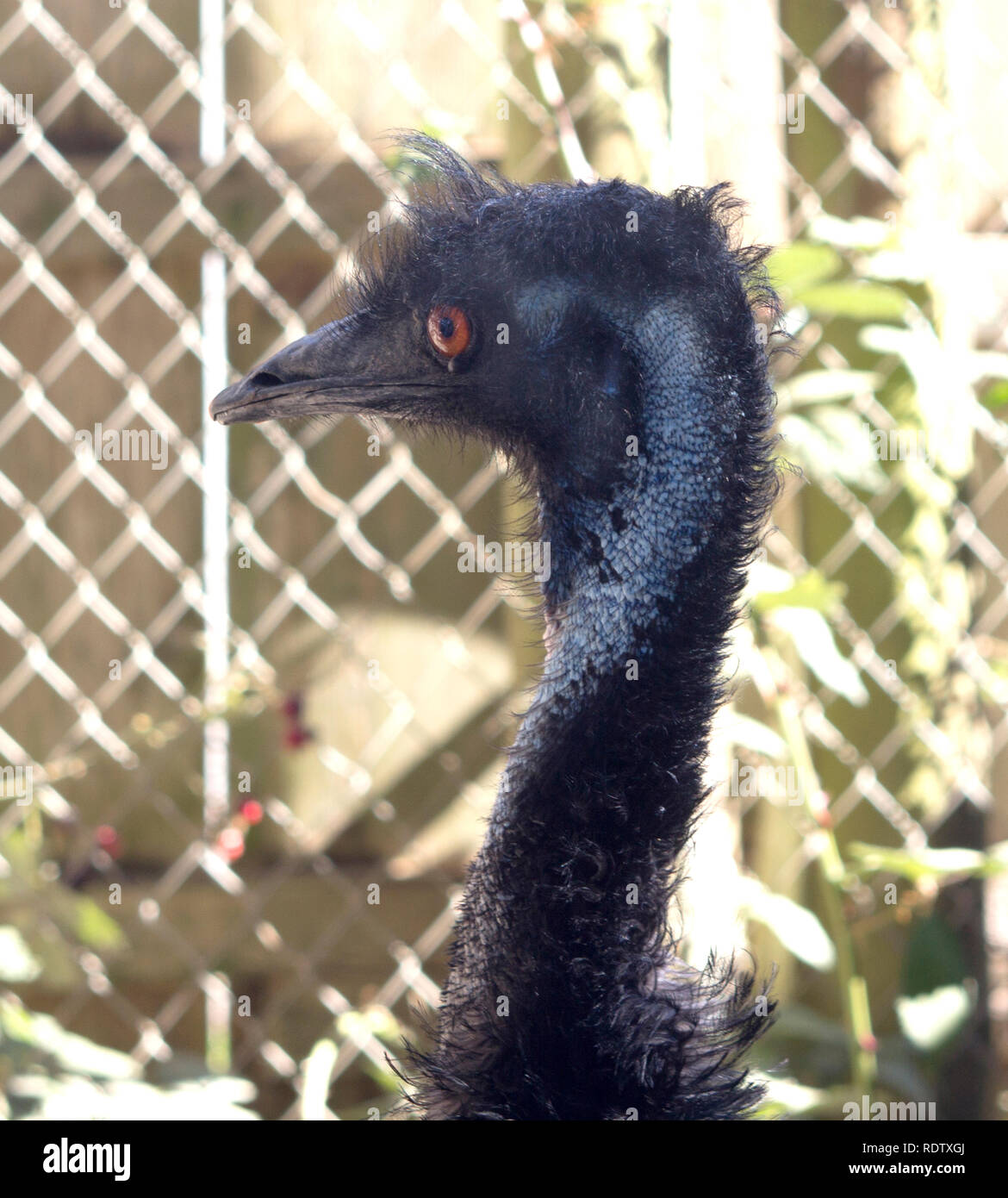 Emu legs hi-res stock photography and images - Alamy
