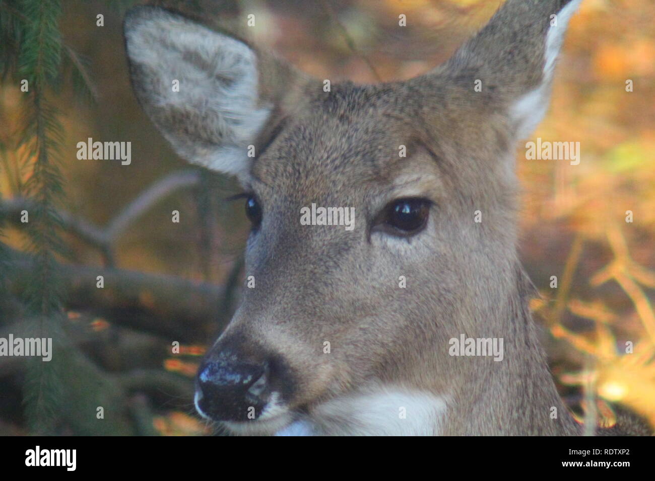 Deer Head Closeup, Ohio Stock Photo - Alamy