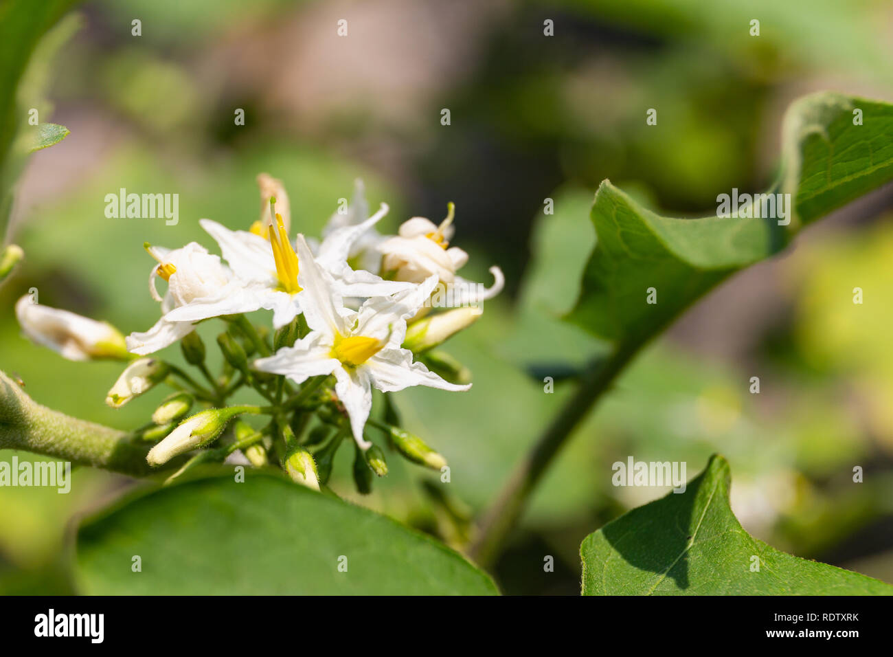 Flower s of Turkey berry or Solanum torvum., white flower s Stock Photo ...