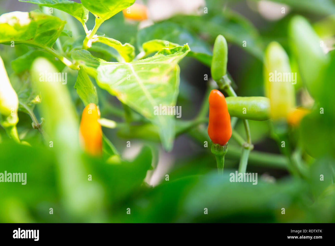 Green chilli tree hi-res stock photography and images - Alamy