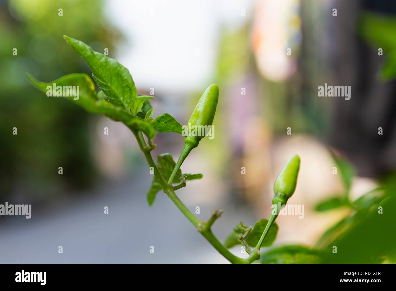 Red chilli tree hi-res stock photography and images - Alamy