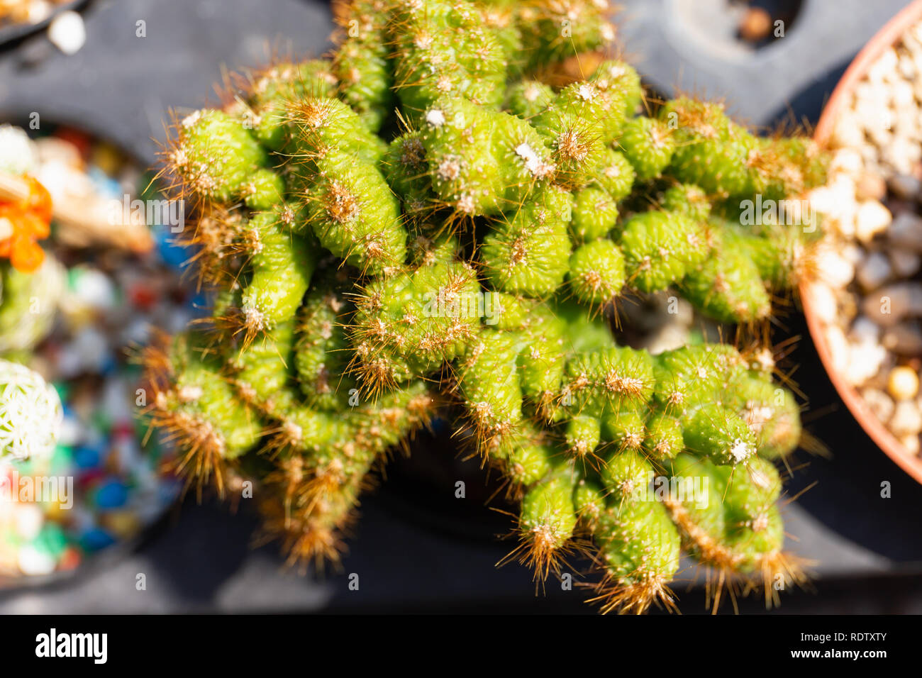 Cactus texture hi-res stock photography and images - Alamy