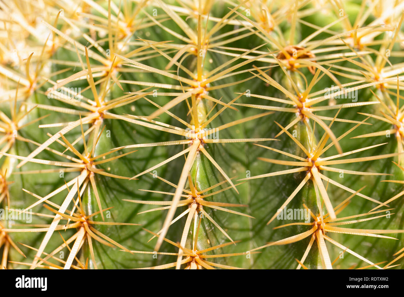 Cactus texture hi-res stock photography and images - Alamy