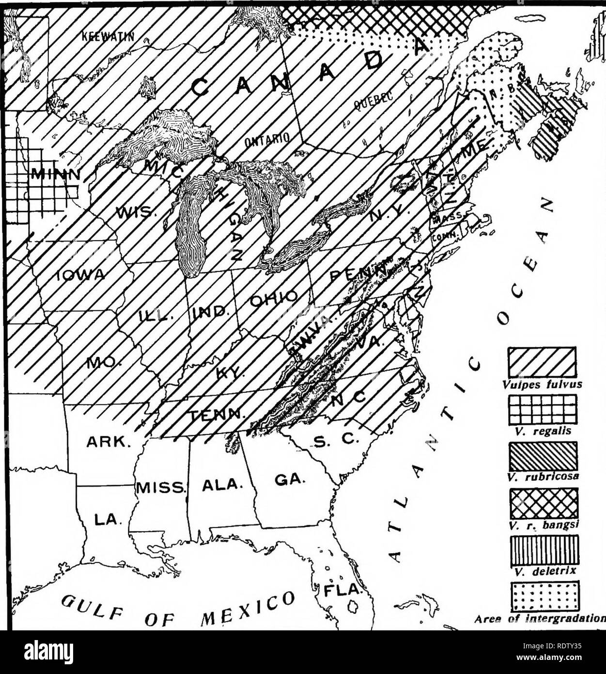 Red foxes vulpes vulpes minnesota hi-res stock photography and images ...