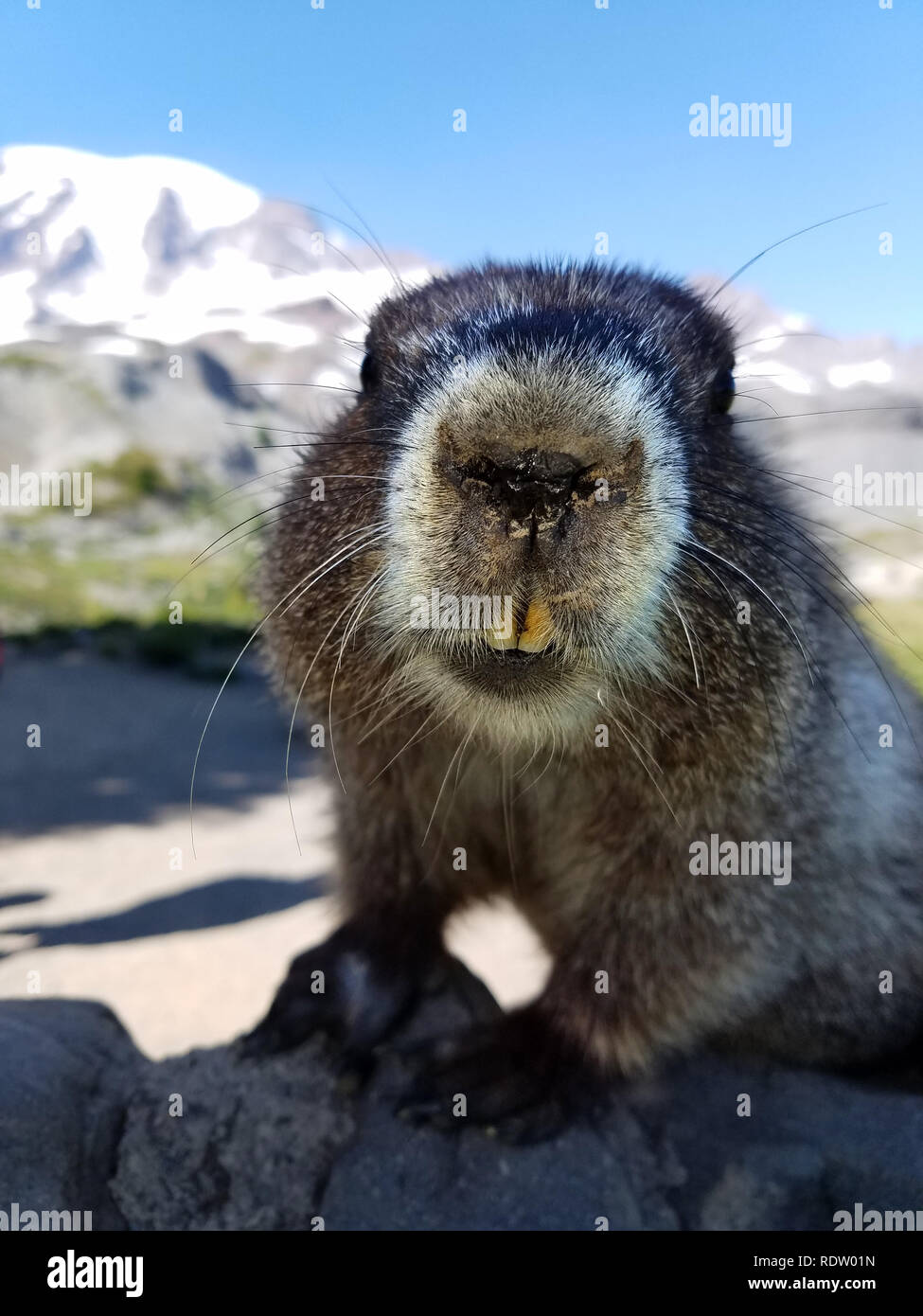 Close-up of hoary marmot (Marmota caligata) looking at camera, Mount ...