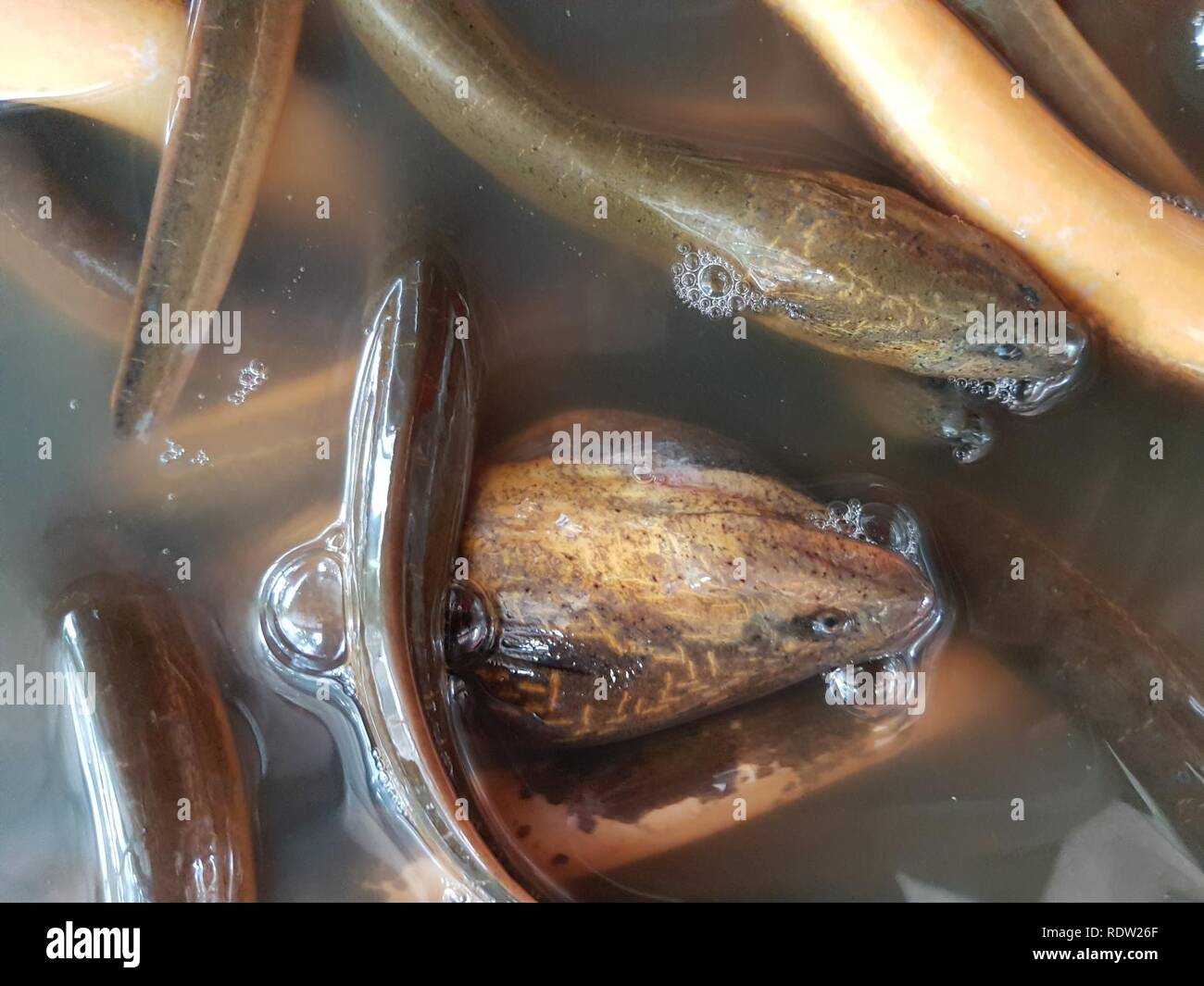 Asian swamp eel (Monopterus albus) at a restaurant in Mindanao ...