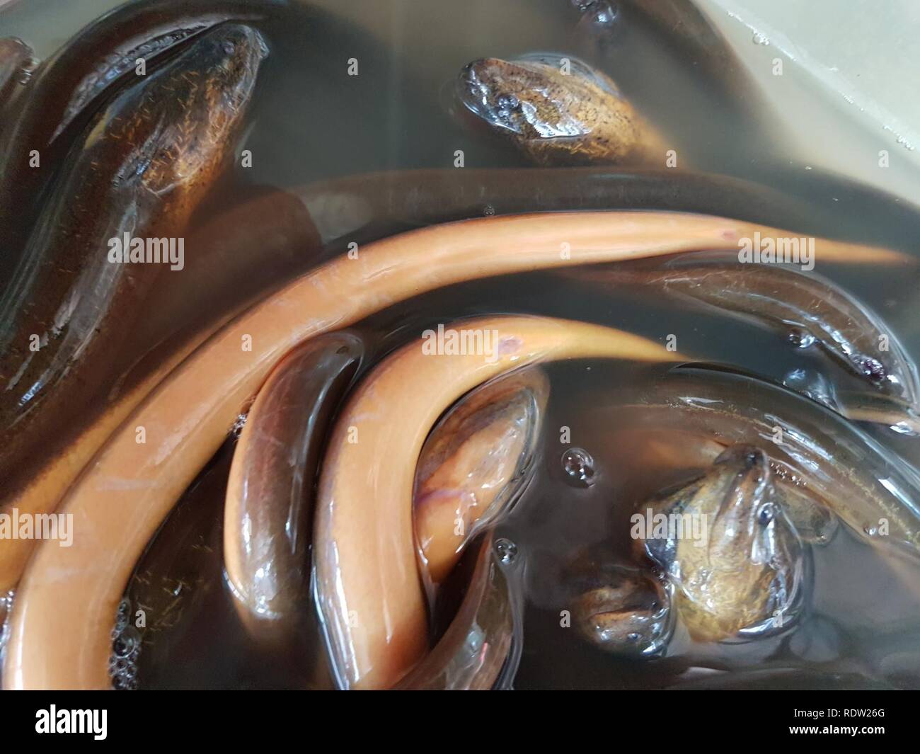 Asian Swamp Eel Native Land