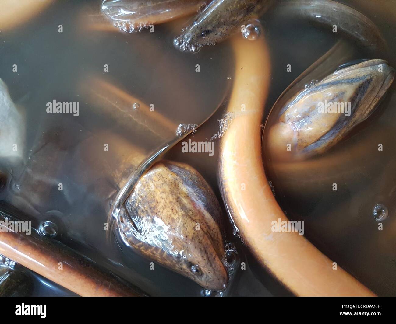 Asian Swamp Eel Native Land