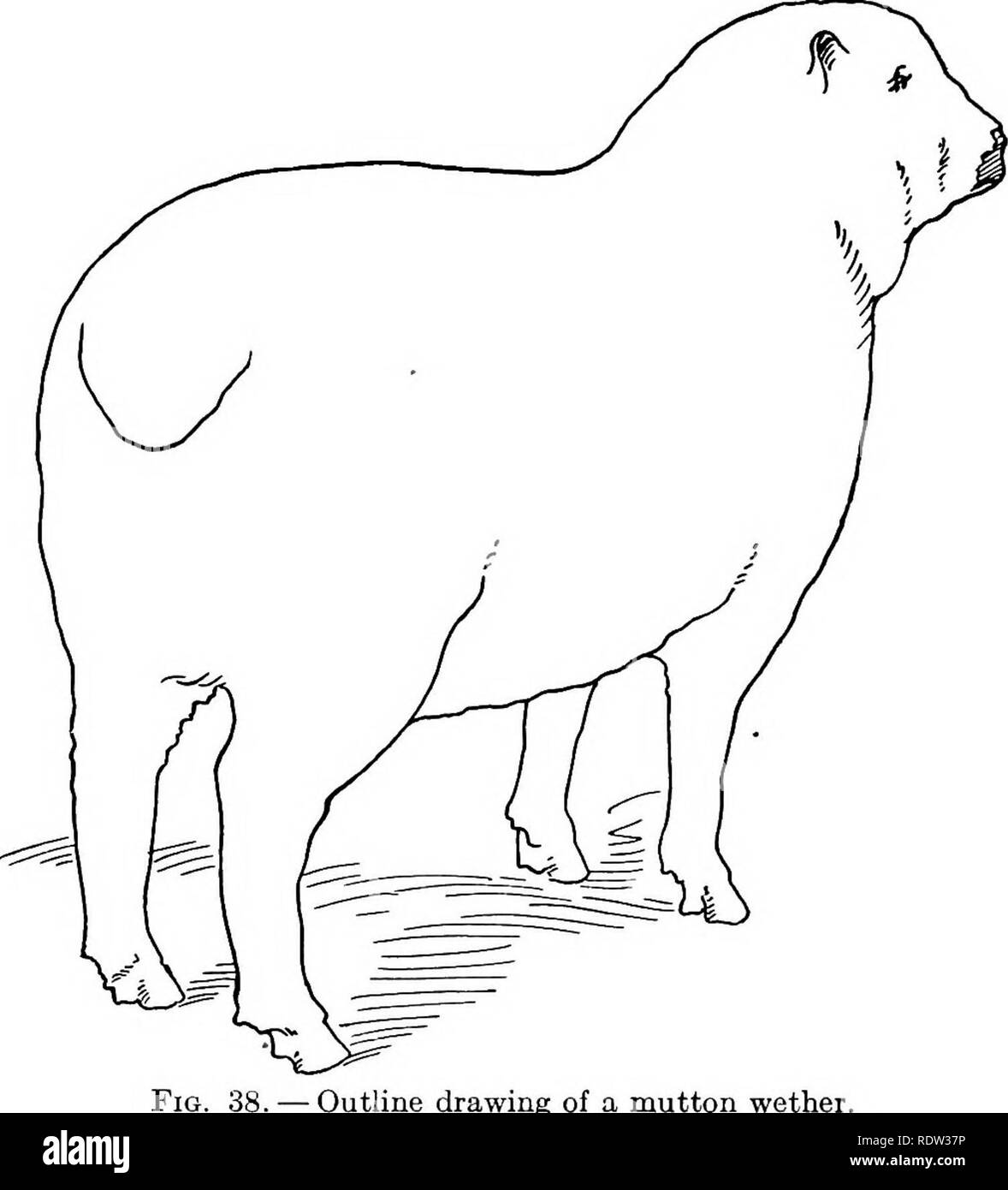 Wether mutton Black and White Stock Photos & Images - Alamy