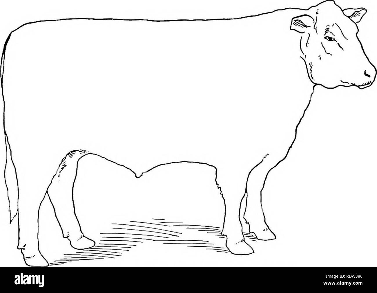 Show Steer Outline