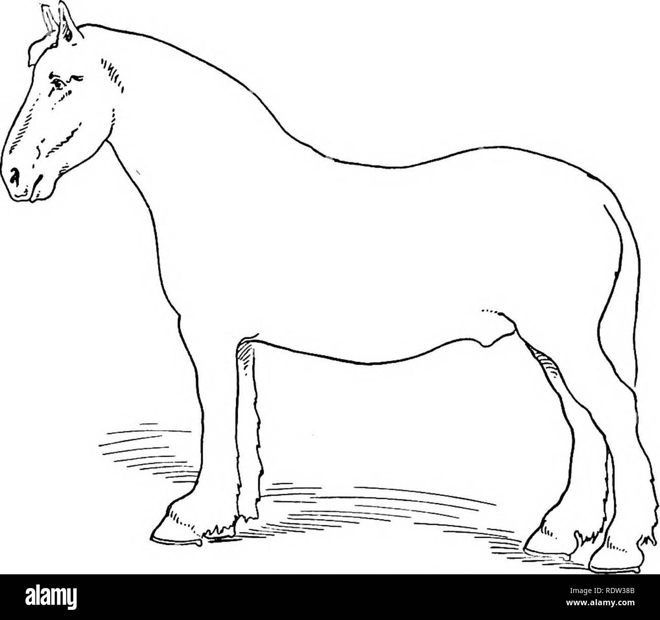 . The principles and practice of judging live-stock . Livestock ...