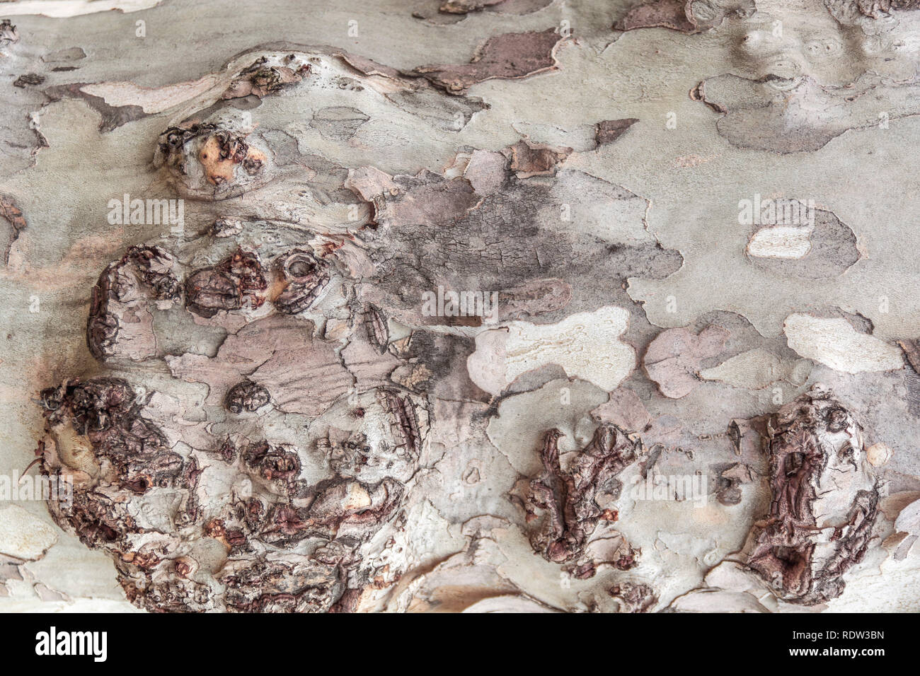 Tree pattern natural wood chestnut gray surface background Stock Photo ...