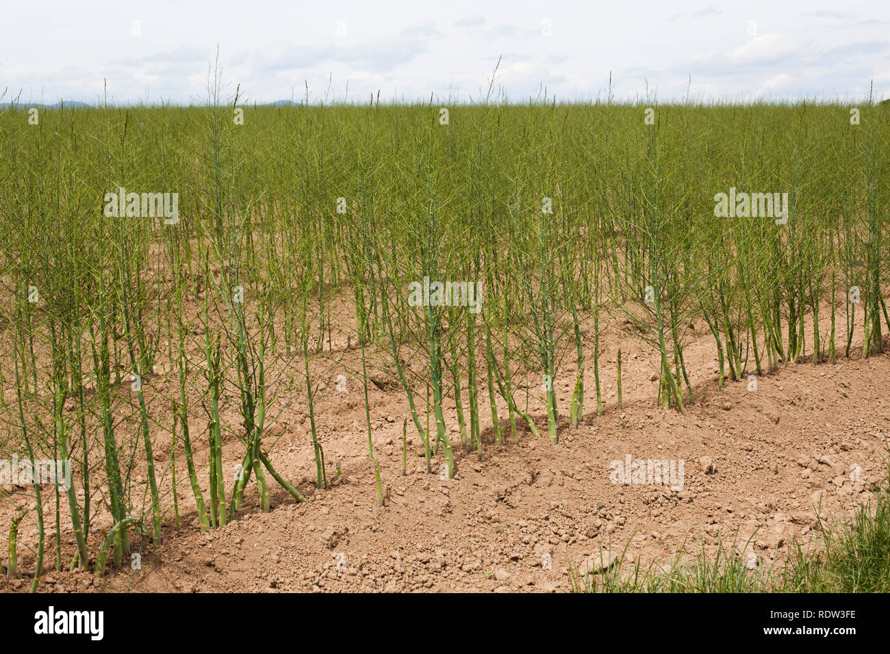 Asparagus field in spring hi-res stock photography and images - Alamy
