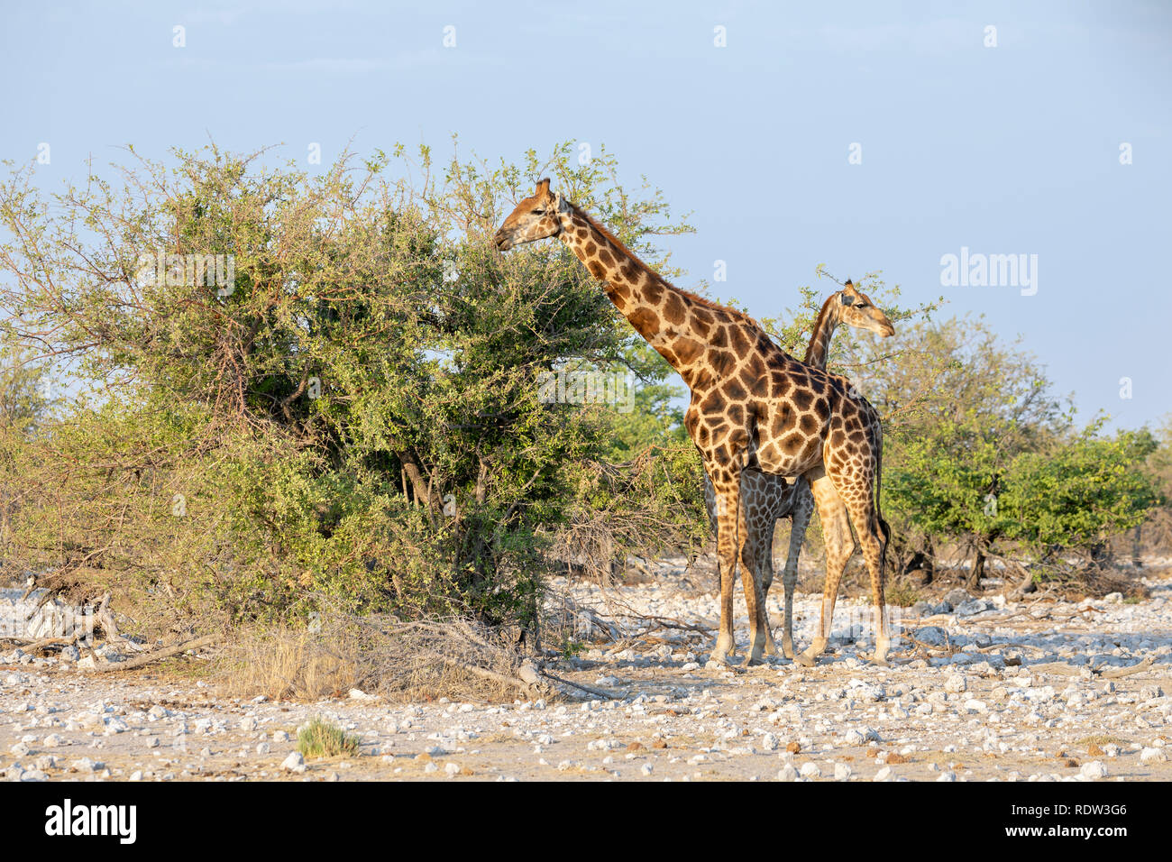 Southern giraffe (Giraffa giraffa). Subspecies - Angolan Giraffe or ...