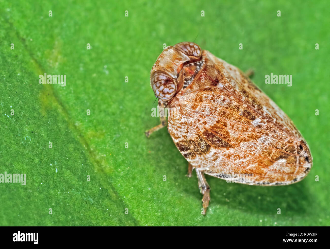 Macro Photography of Planthopper on Green Leaf Stock Photo - Alamy