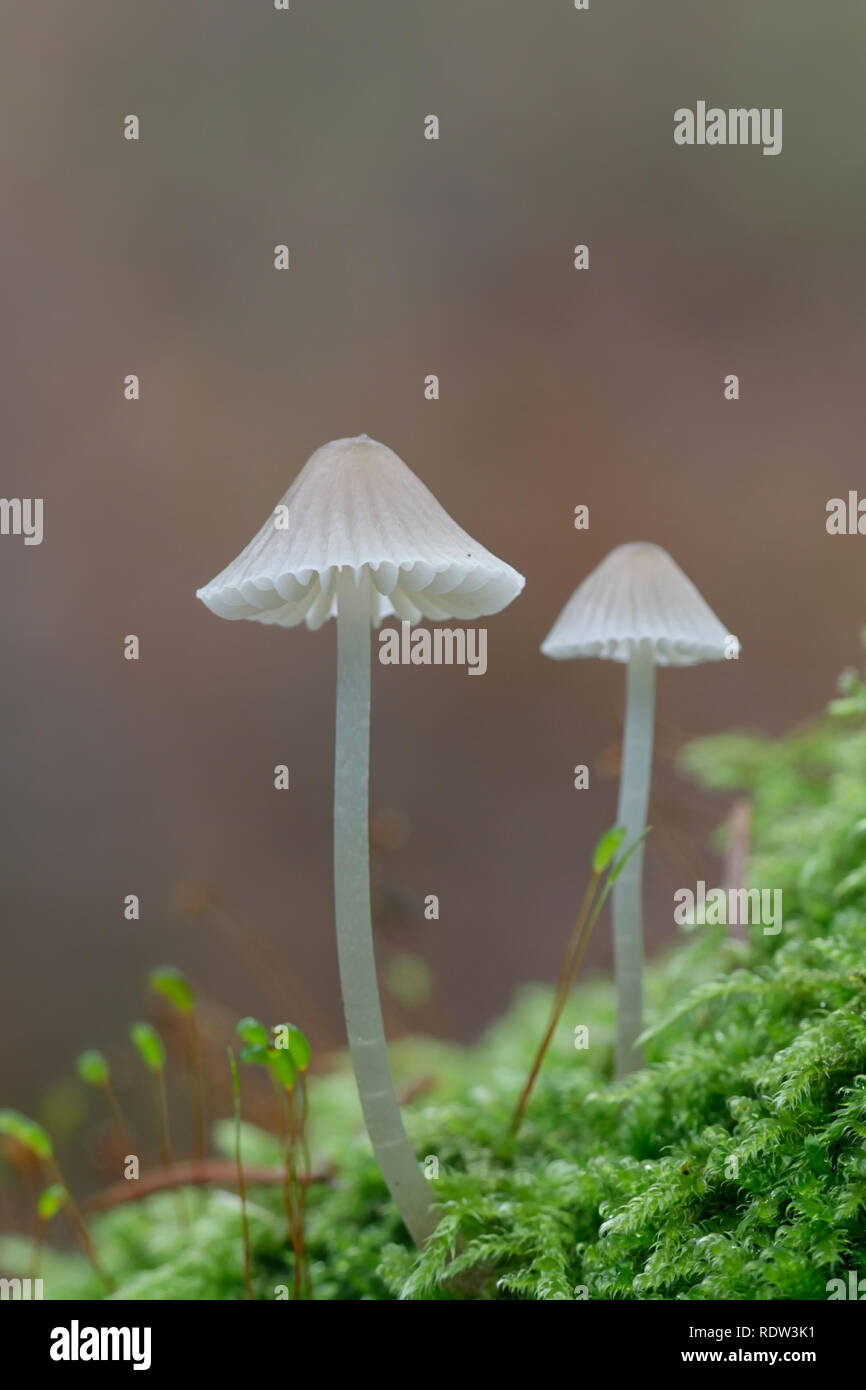 Buff mushroom hi-res stock photography and images - Alamy