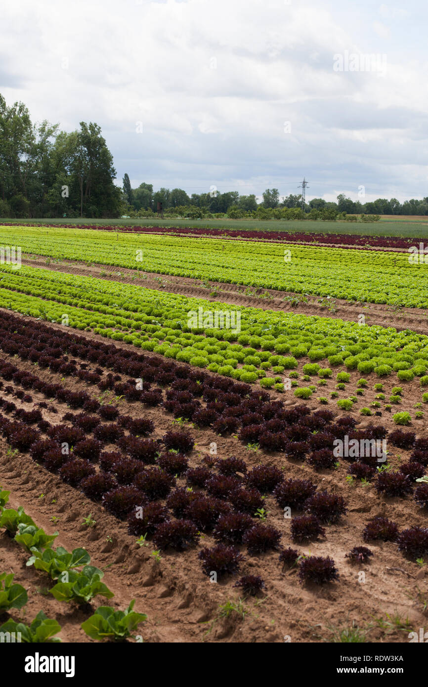 Salad farming in Germany Stock Photo - Alamy