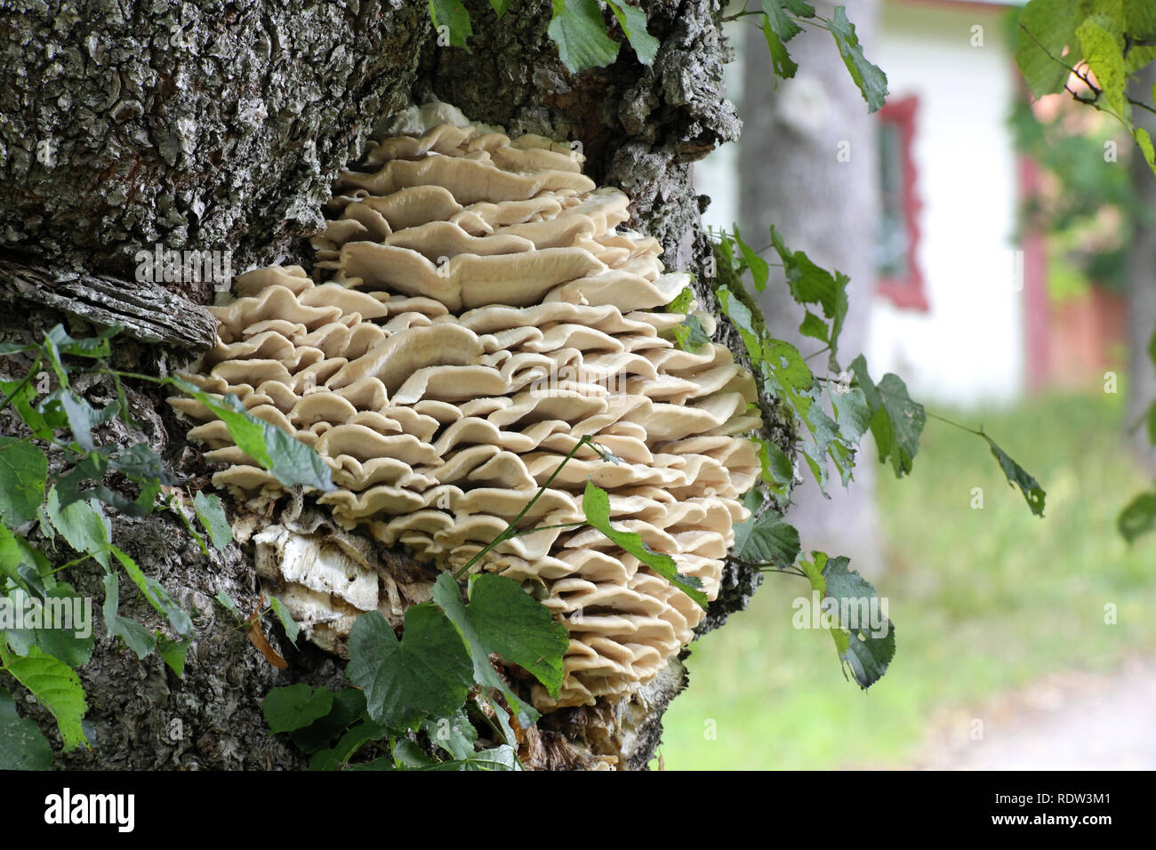 Northern tooth fungus hi-res stock photography and images - Alamy