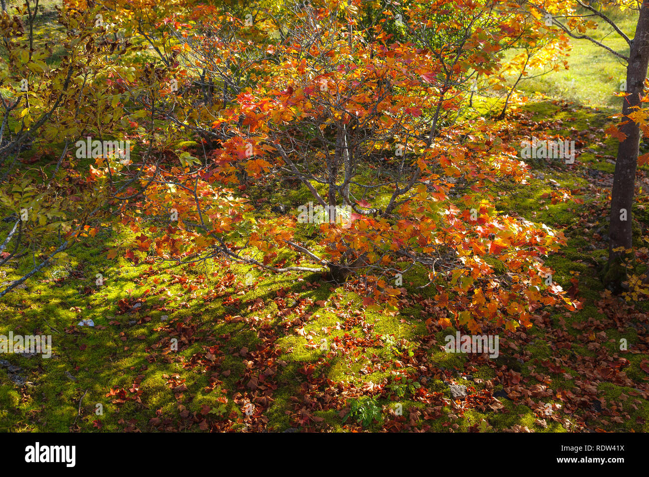 Fall foliage in Estonian forest Stock Photo - Alamy