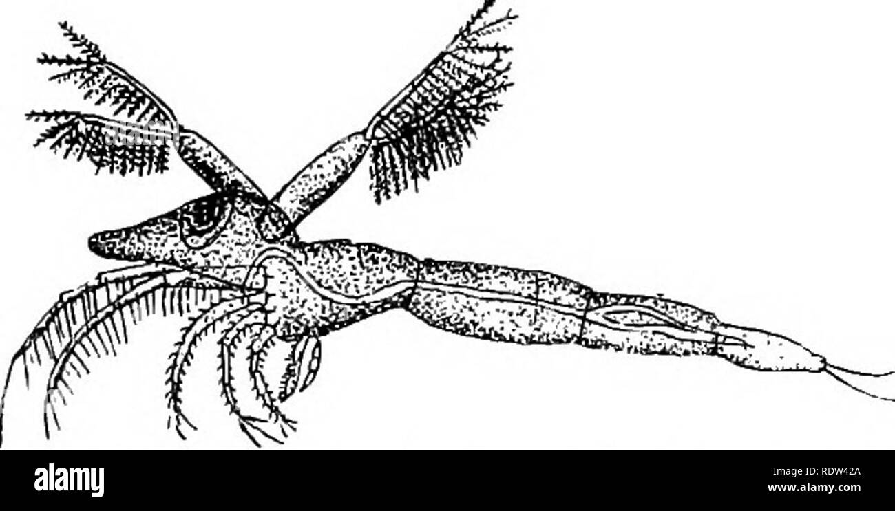 Female brood pouch Black and White Stock Photos & Images - Alamy