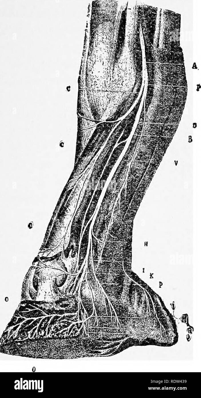 Plantar digital nerves hi-res stock photography and images - Alamy