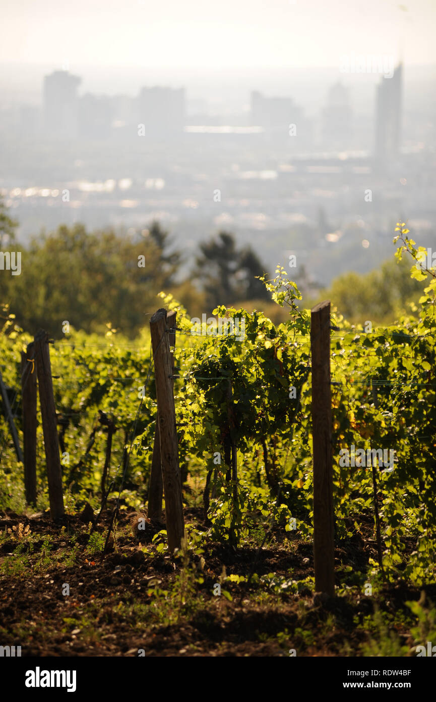 Vienna green architecture Stock Photo - Alamy