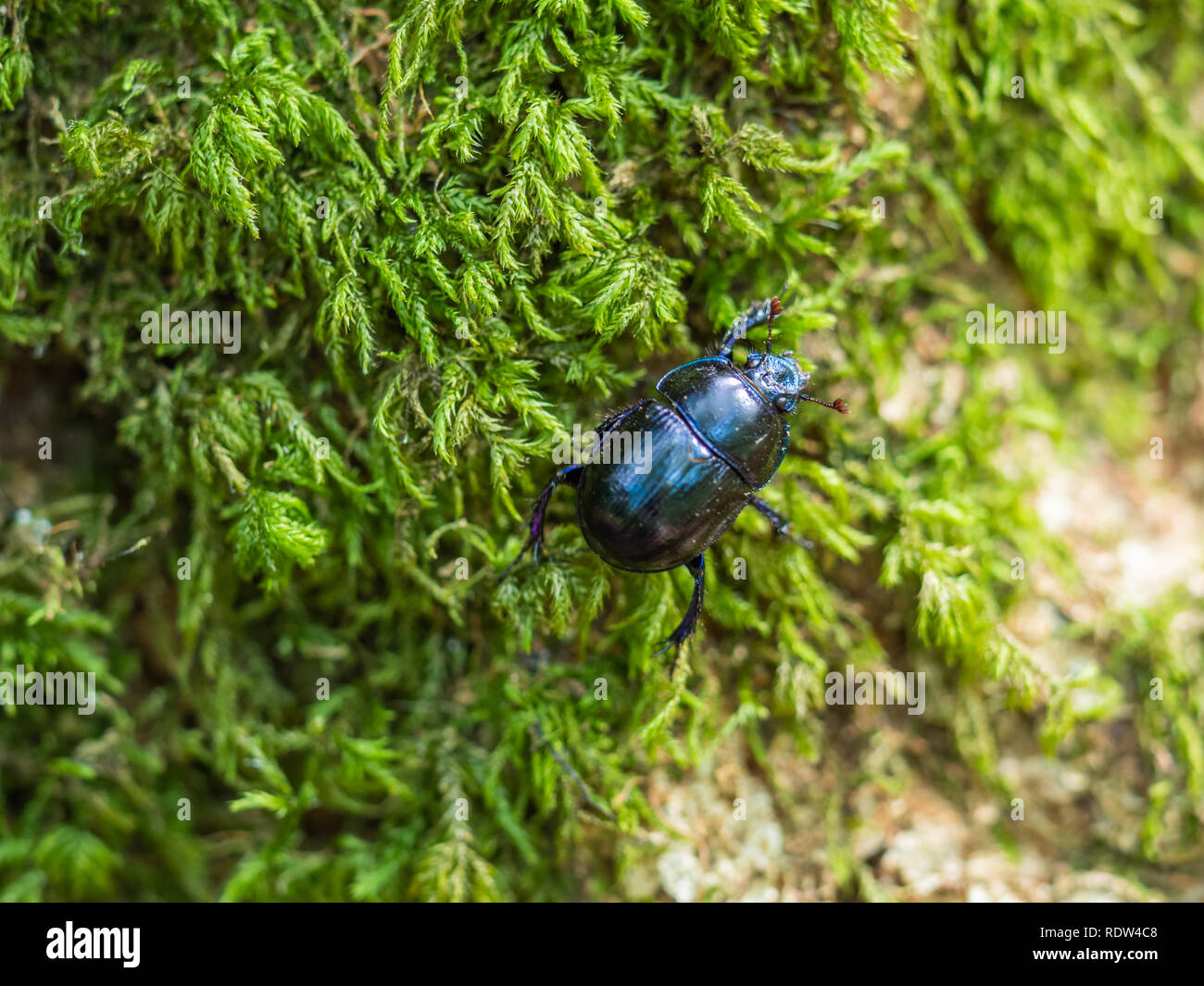 Dor beetle (Geotrupes stercorarius Stock Photo - Alamy