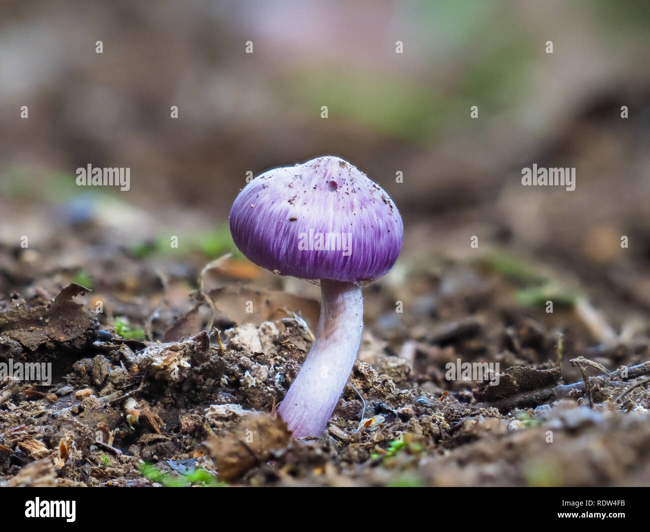 Inocybe lilacina hi-res stock photography and images - Alamy