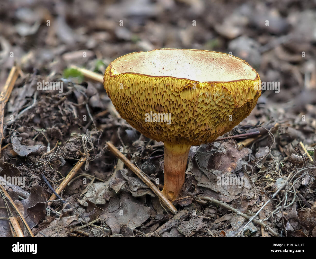 Yellow Boletus Mushroom. Forest of Dean Stock Photo - Alamy