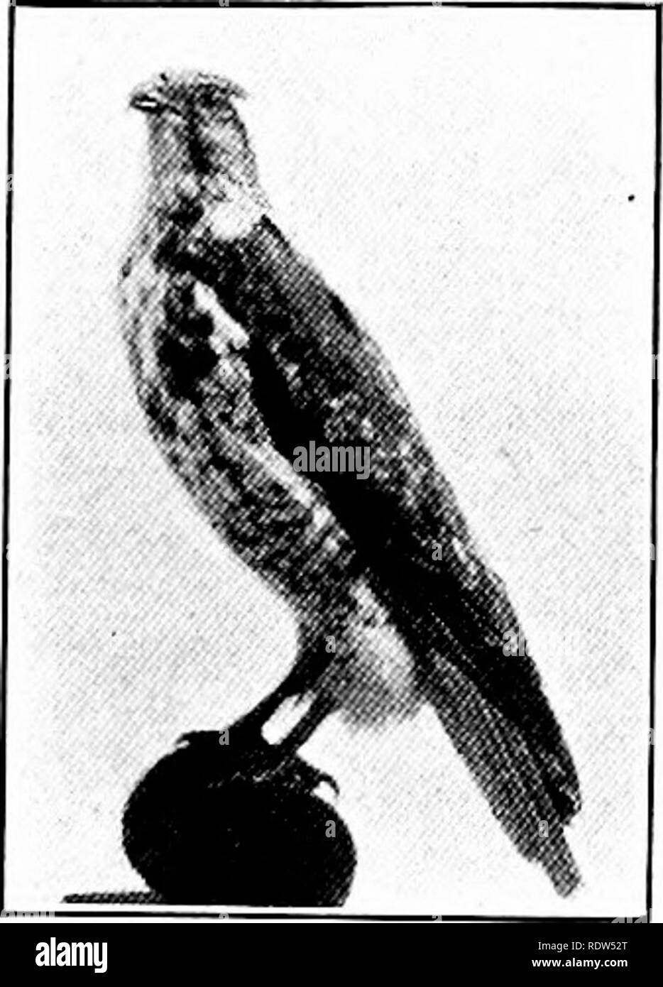 Female sharp shinned hawk hi-res stock photography and images - Alamy