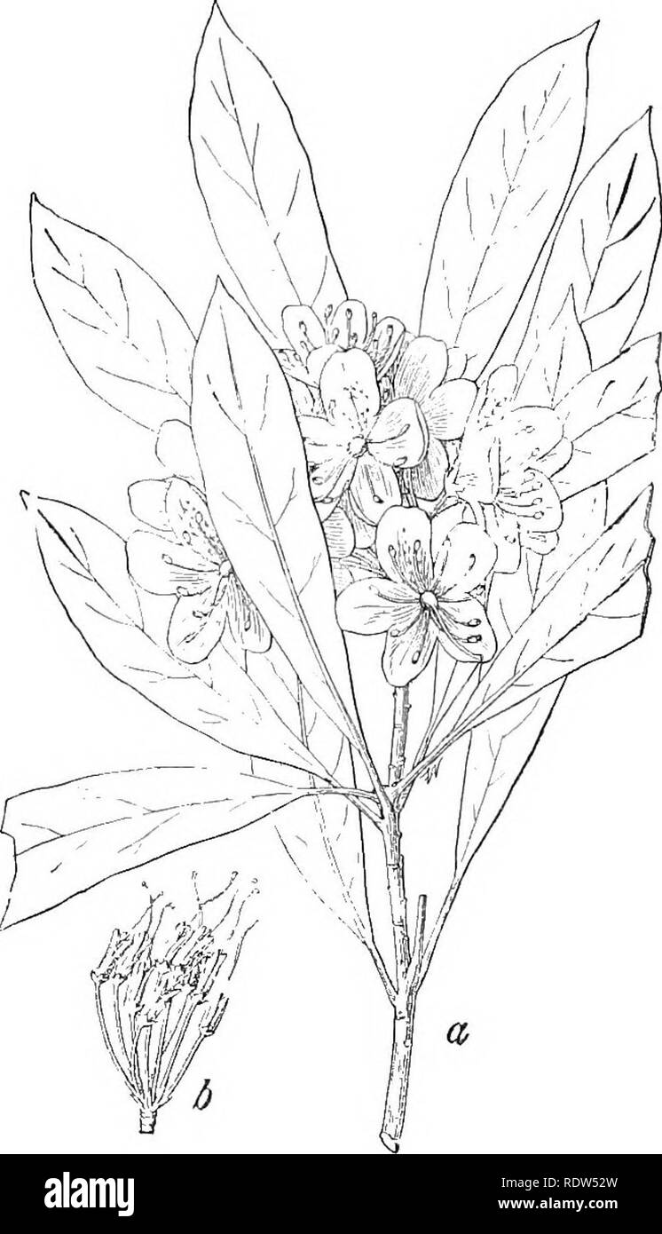 . Diseases of cattle, sheep, goats and swine. Veterinary medicine. Fig ...