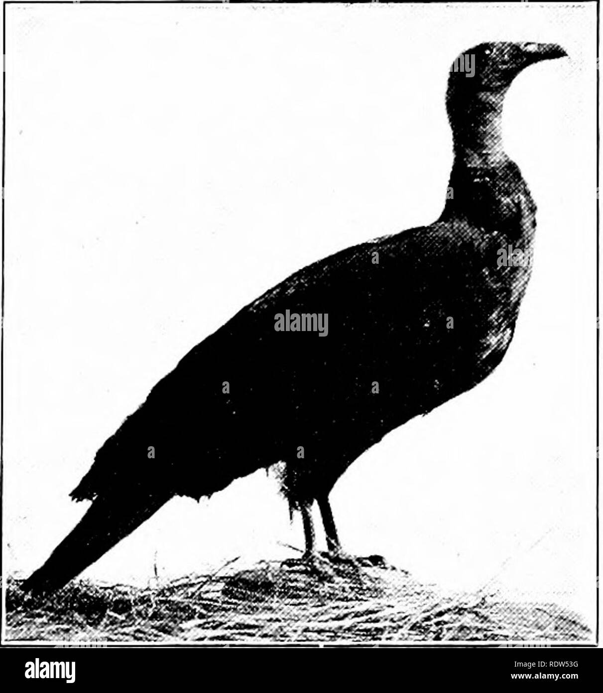 Ugly unfeathered head hi-res stock photography and images - Alamy