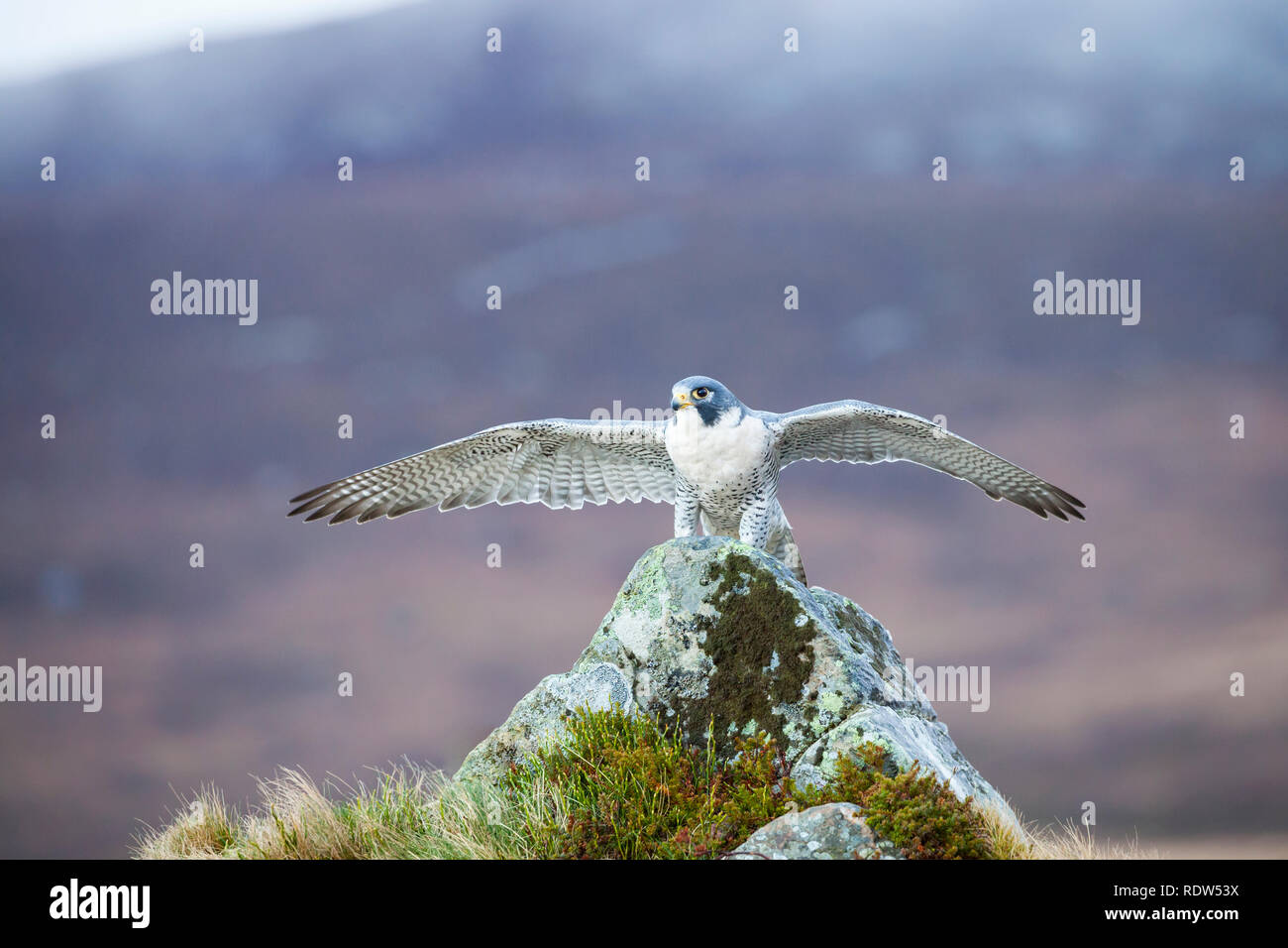 Peregrine falcon, Falco peregrinus sitting on the rock in Scotland ...