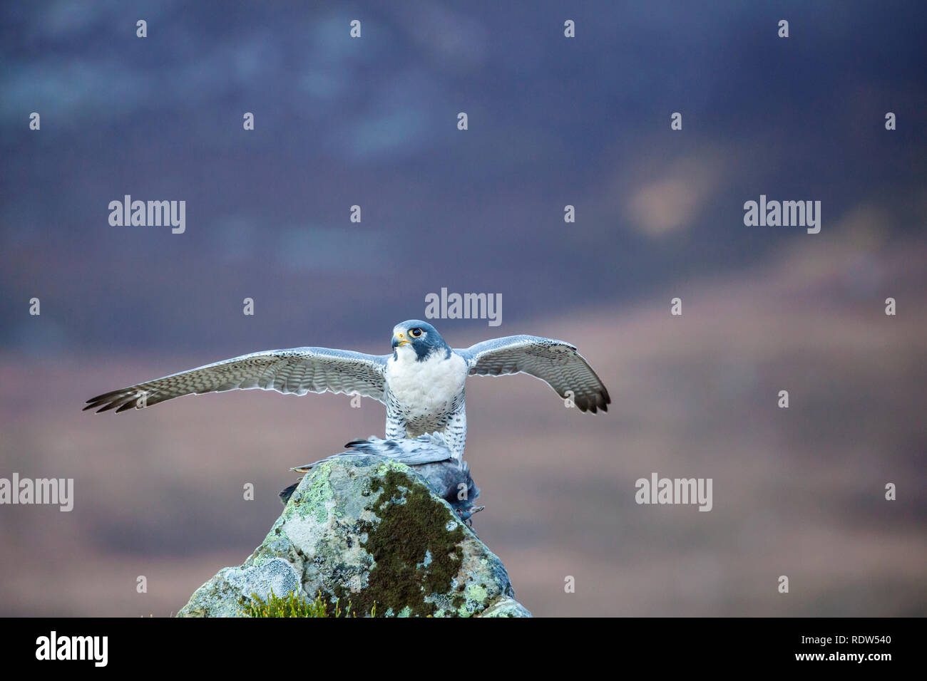 Peregrine falcon, Falco peregrinus sitting on the rock in Scotland ...