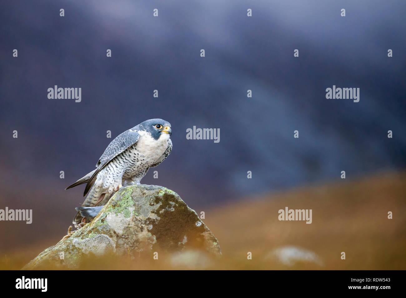 National animal of scotland hi-res stock photography and images - Alamy