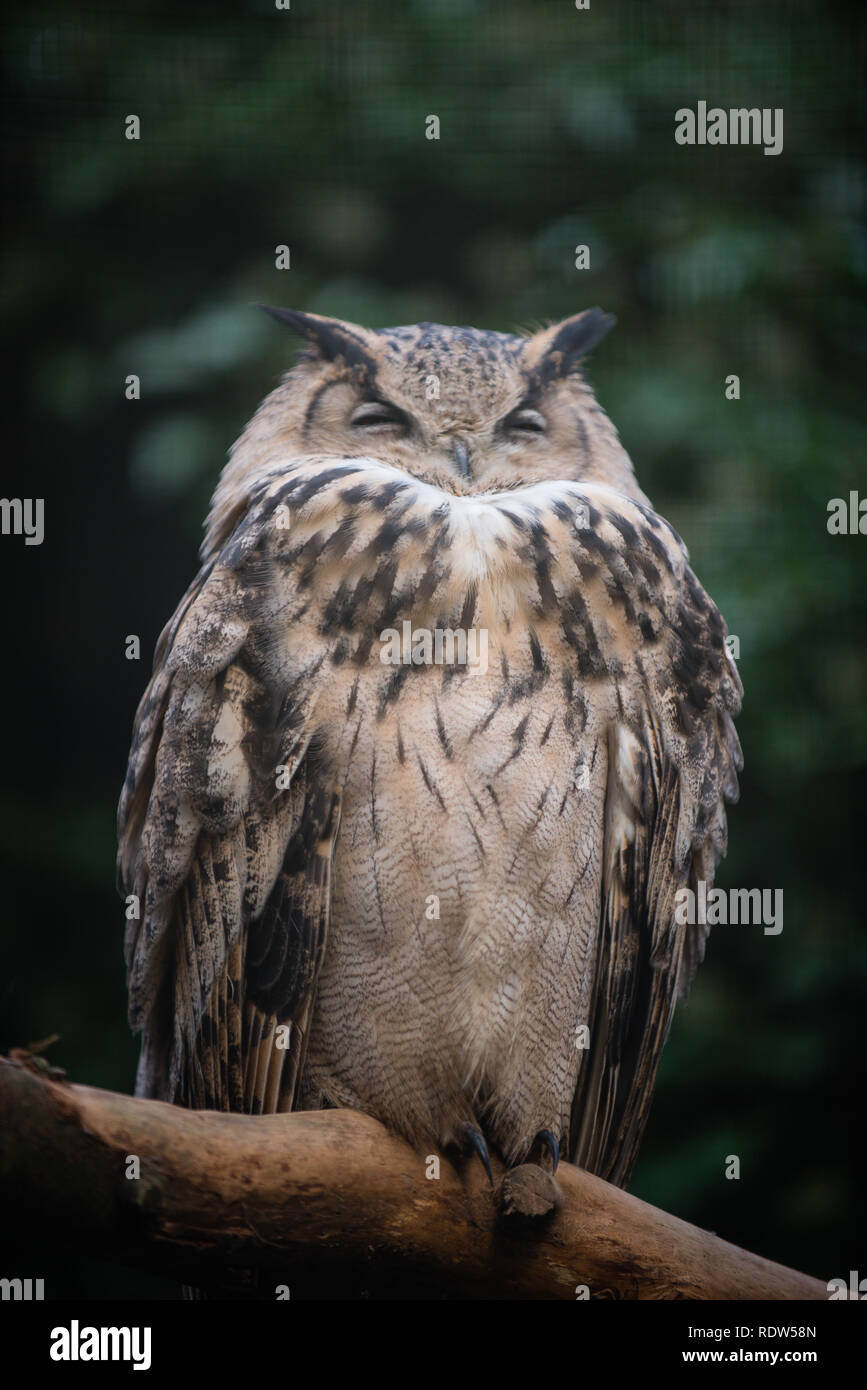 Linton zoo hi-res stock photography and images - Alamy