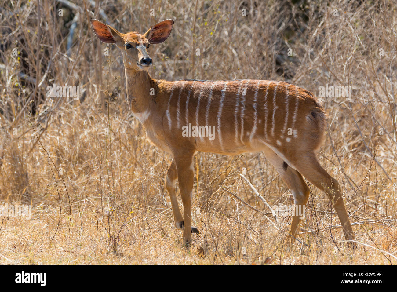 Njala hi-res stock photography and images - Alamy